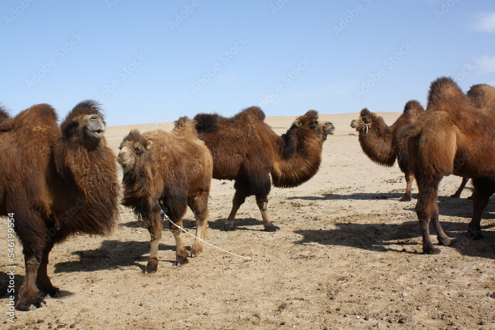 Bactrian camels in the tranquility of the calm Gobi Desert, Umnugovi ...