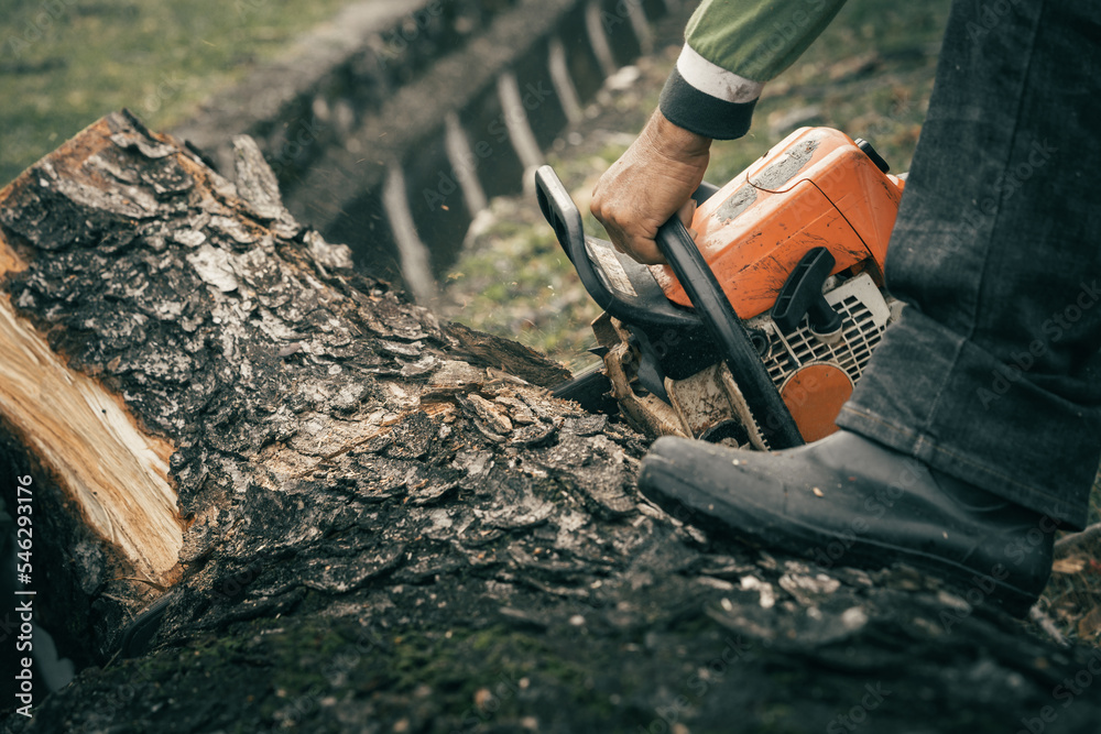 Lumberjack cut down tree with a chainsaw and chipped into wood pile ...