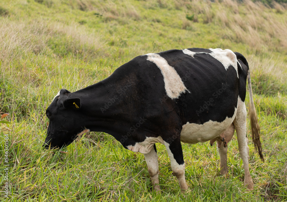 Holstein cow (holstein friesians) eats grass in the meadow, countryside ...