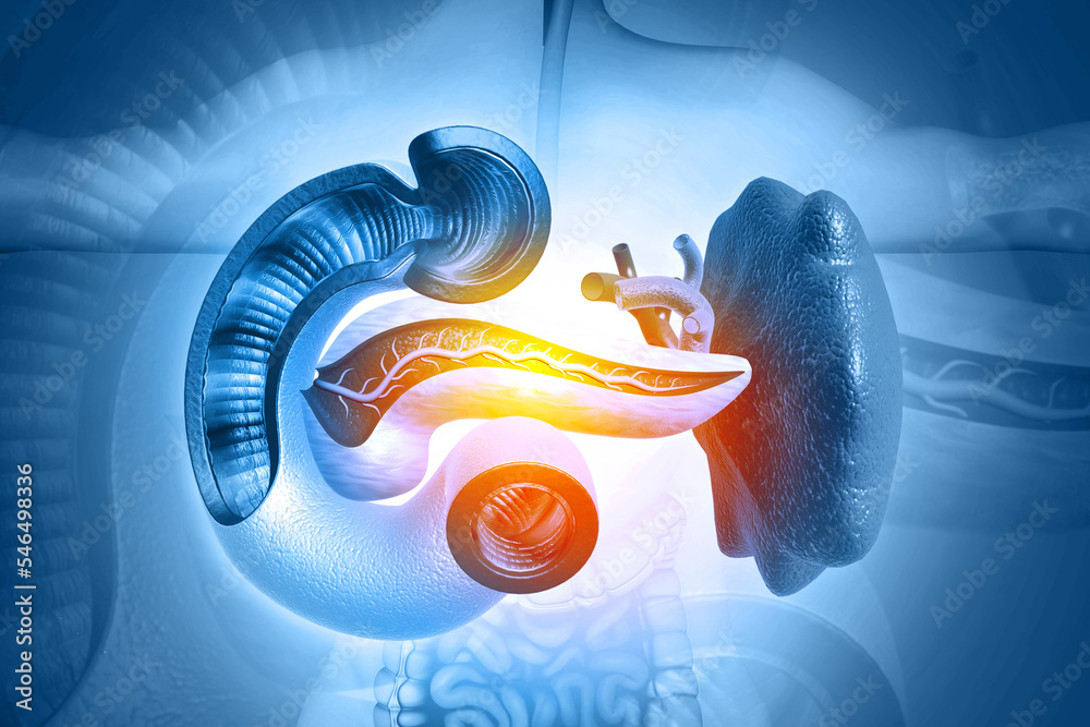 Anatomy of human pancreas. 3d illustration Stock Illustration | Adobe Stock