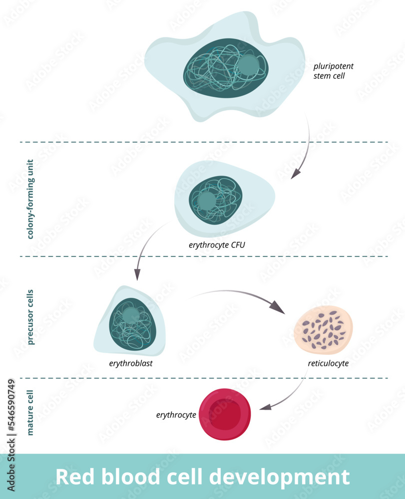 Red blood cell development. Erythropoiesis. Erythrocyte development ...