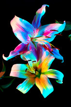 Neon Flower Free Stock Photo - Public Domain Pictures