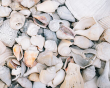 White Lace Murex Seashell On Wood Free Stock Photo - Public Domain Pictures