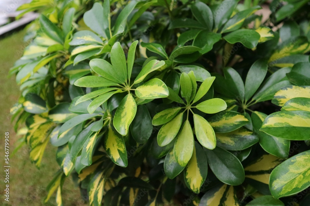 Pictures group of Tanaman Walisongo Variegata or Dwarf umbrella tree in ...