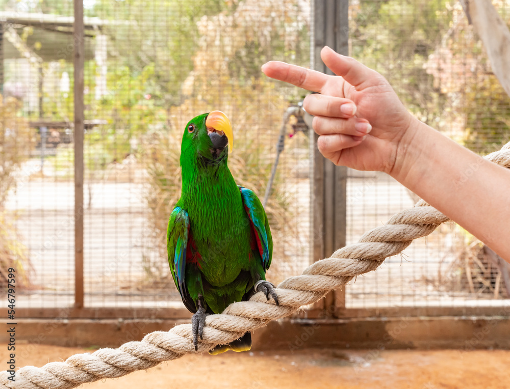 Male of a large green parrot - Eclectus roratus - is plays with the ...