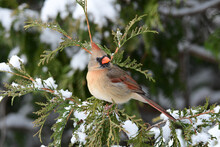 Female Cardinal In Snow Close-up Free Stock Photo - Public Domain Pictures