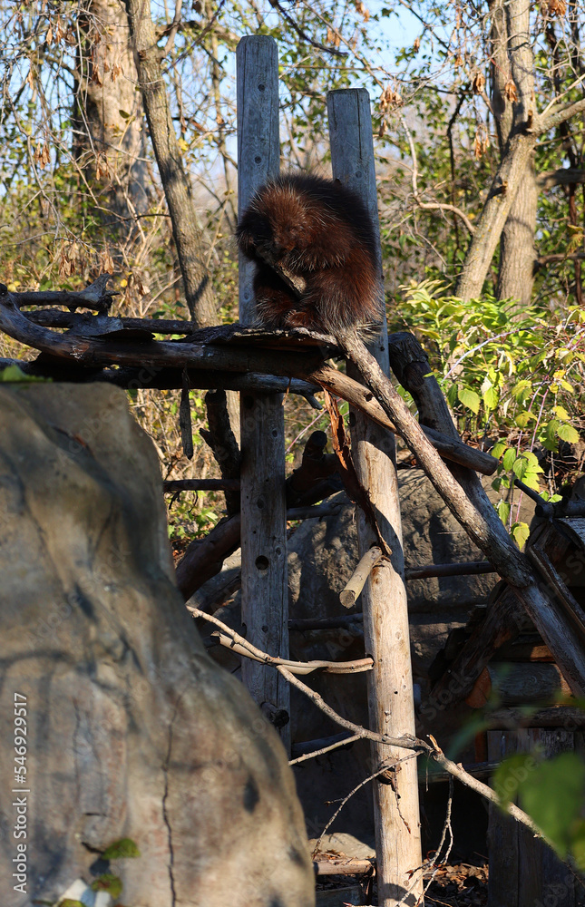 North American porcupine (Erethizon dorsatum), also known as the ...