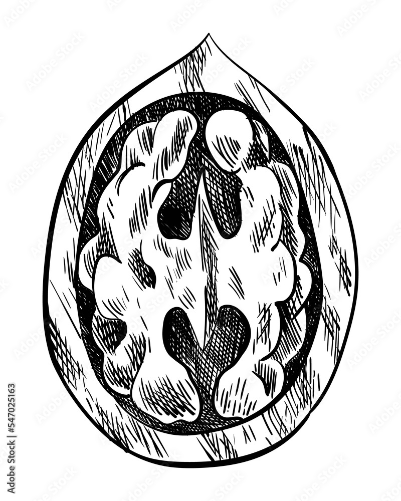 Walnut piece. Hand drawn ink sketch of nut for label template, packing ...