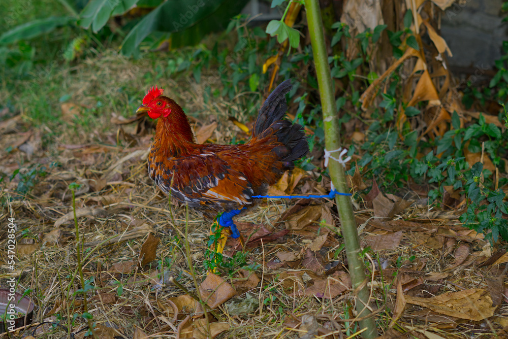 Gallo café amarado a una bara de bambu sobre hierba seca en el campo ...