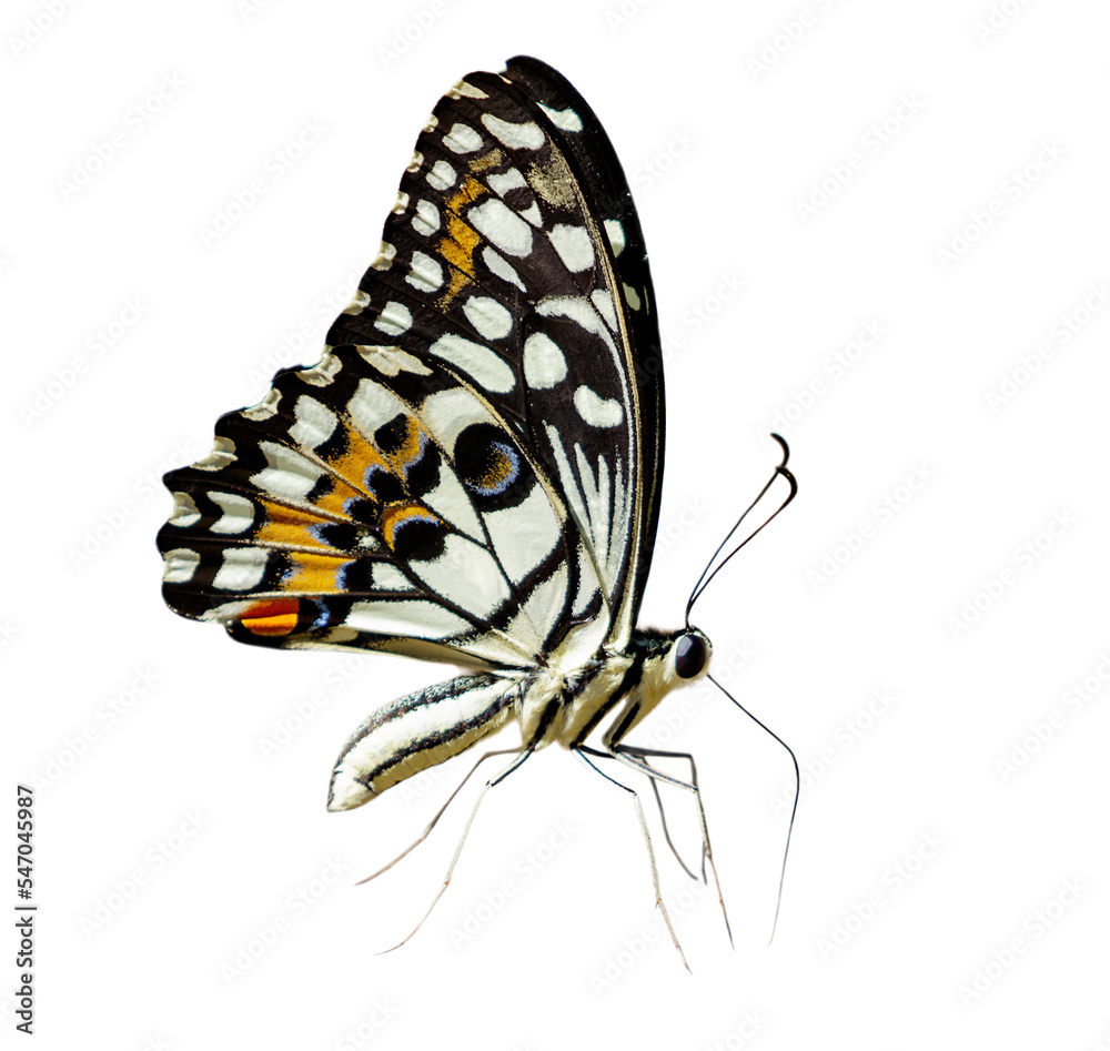 Lime butterfly isolated on transparent background. Wild Animals ...