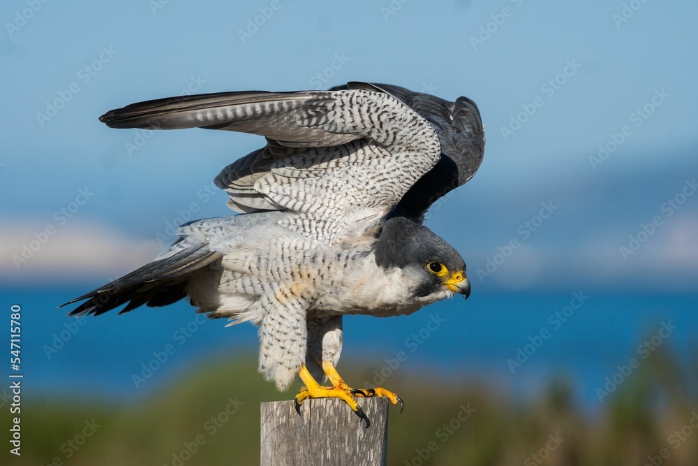 Foto de Stock Closeup of a perched Shaheen falcon, Falco peregrinus ...