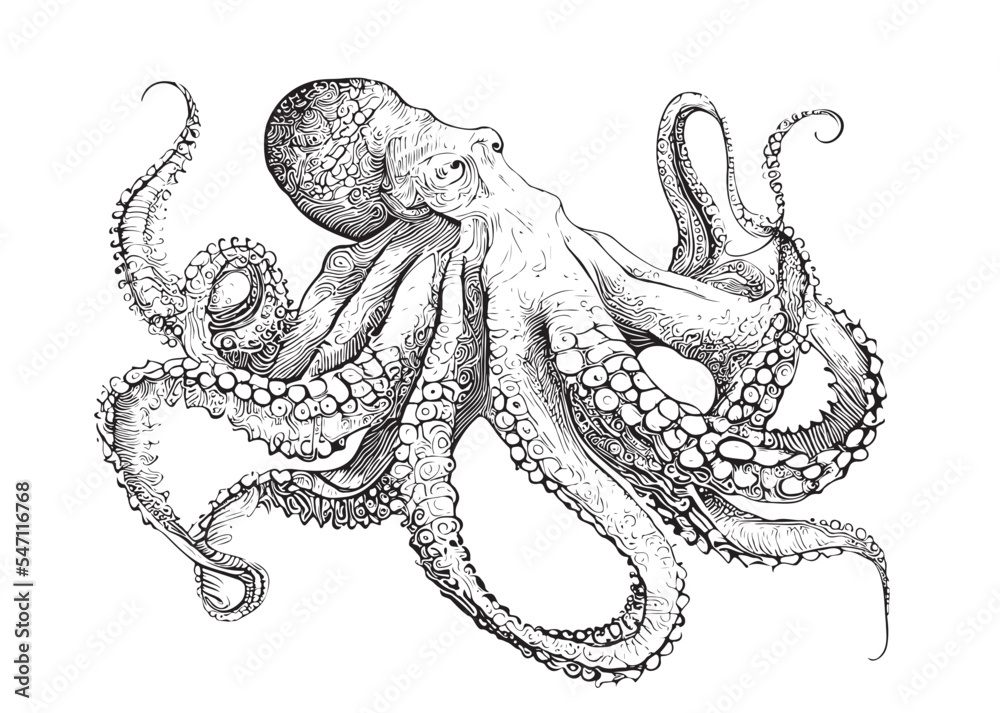 Octopus sketch hand drawn engraving style Underwater animals Vector ...