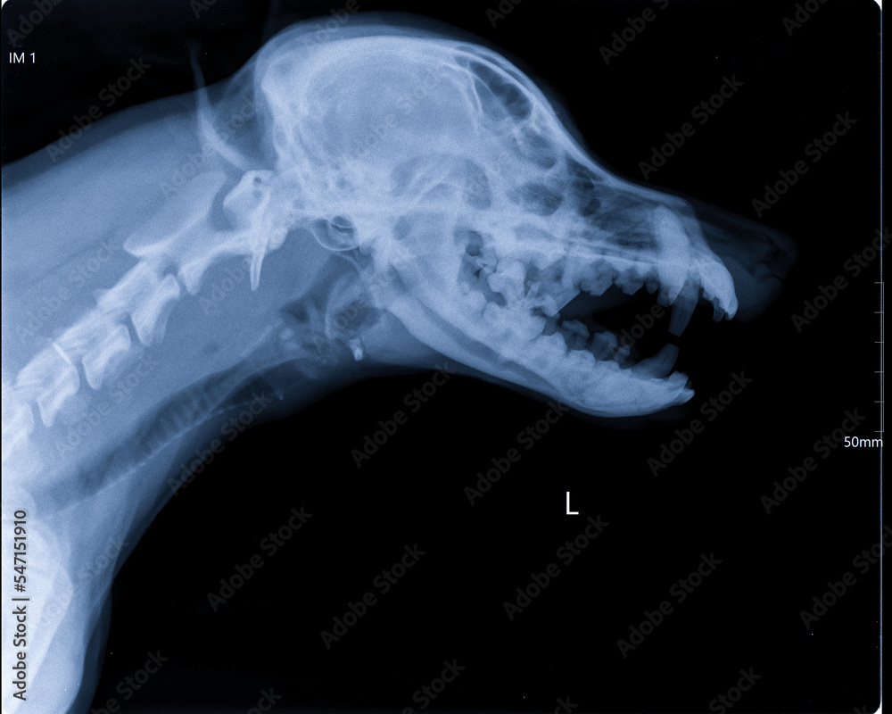 Digital x-ray image of dog skull head and neck with open mouth. Imaging ...