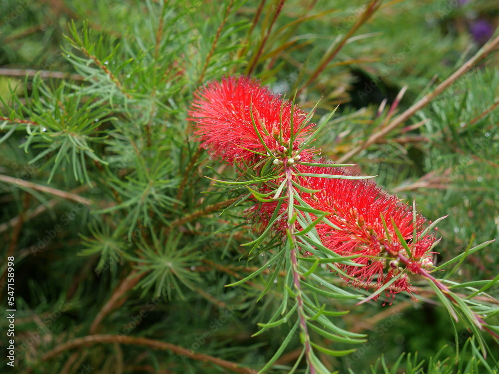 Callistemon speciosus is an Australian shrub with showy bottlebrushes ...