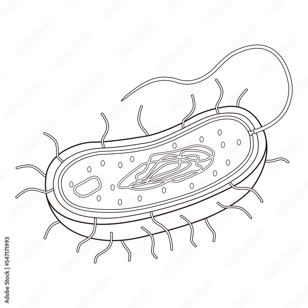 Cell Prokaryotic cell Eukaryotic cell Animal cell Plant cell ...