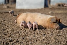 Yorkshire Piglets Free Stock Photo - Public Domain Pictures