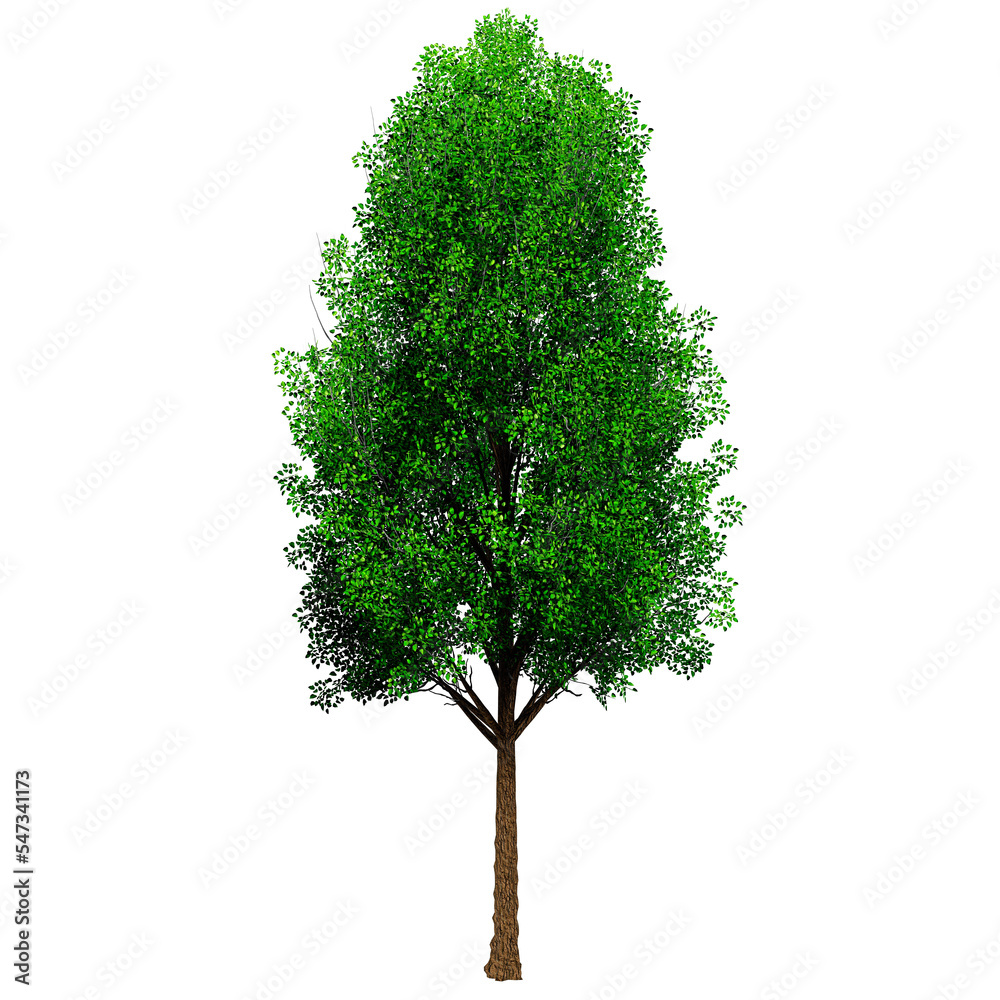 3D Green Trees Isolated on PNGs transparent background , Use for ...