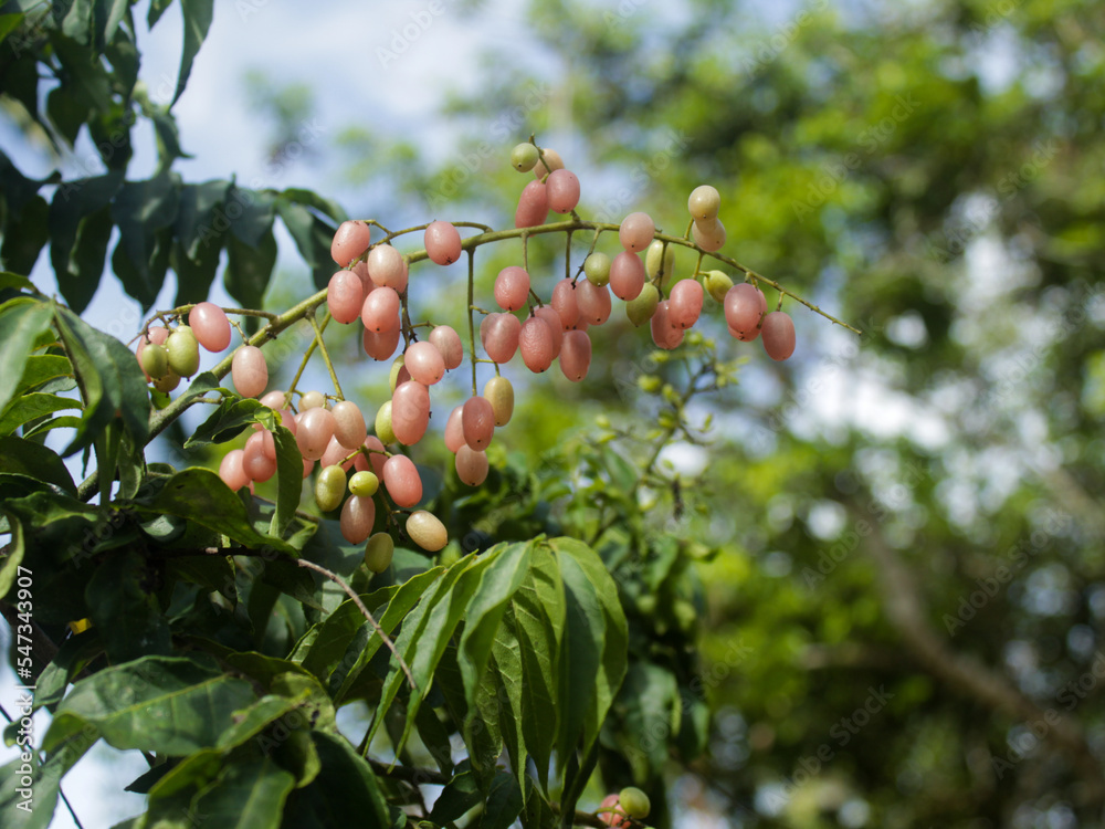 Foto Clausena lansium, also known as wampee or wampi, from the Chinese ...