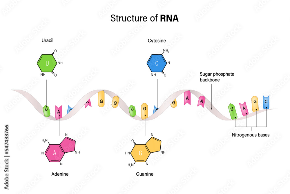 Structure of RNA. Ribonucleic acid. Nitrogenous base and Sugar phosphate backbone. Uracil ...