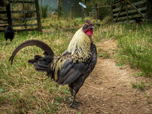 Black And Gold Rooster Free Stock Photo - Public Domain Pictures