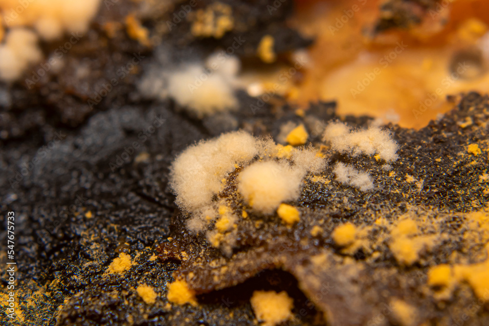 Corticium salmonicolor is a species of fungus that belongs to the ...