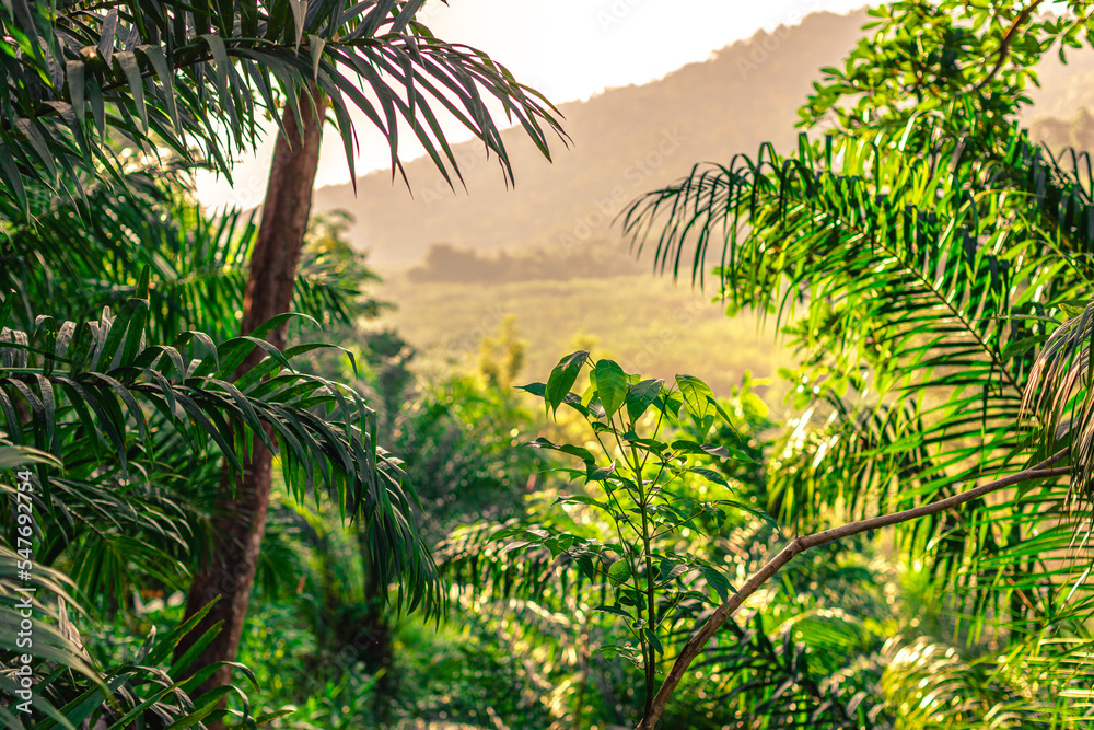 Blurred nature background view of naturally occurring trees and ...