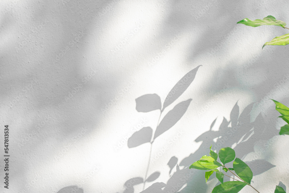 Leaf shadow and light on wall blur background. Nature tropical leaves ...