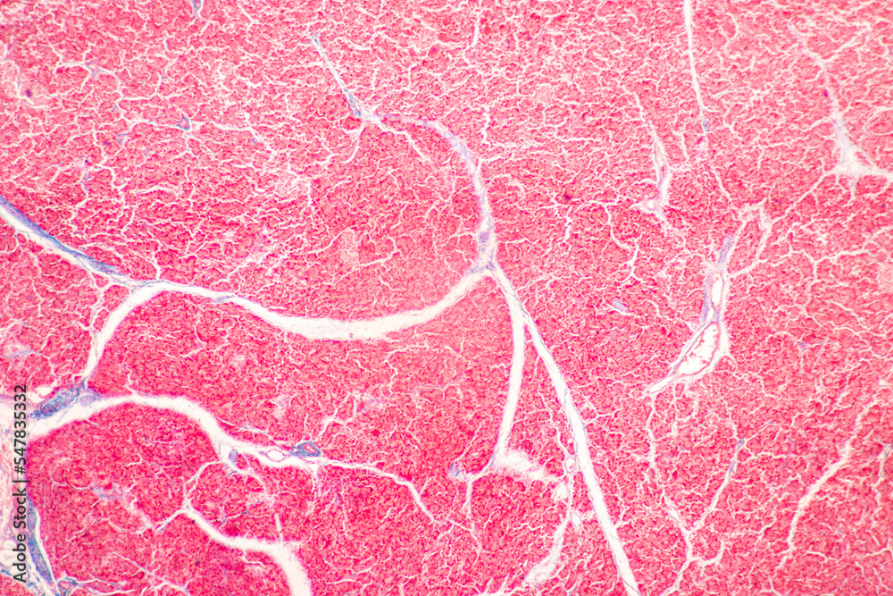 Backgrounds of Characteristics Tissue of Stomach Human, Small intestine ...