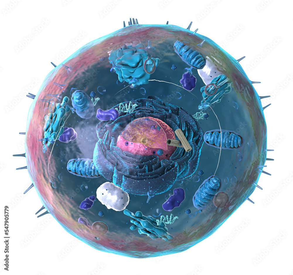 components of an eukaryotic cell, nucleus and organelles and plasma ...