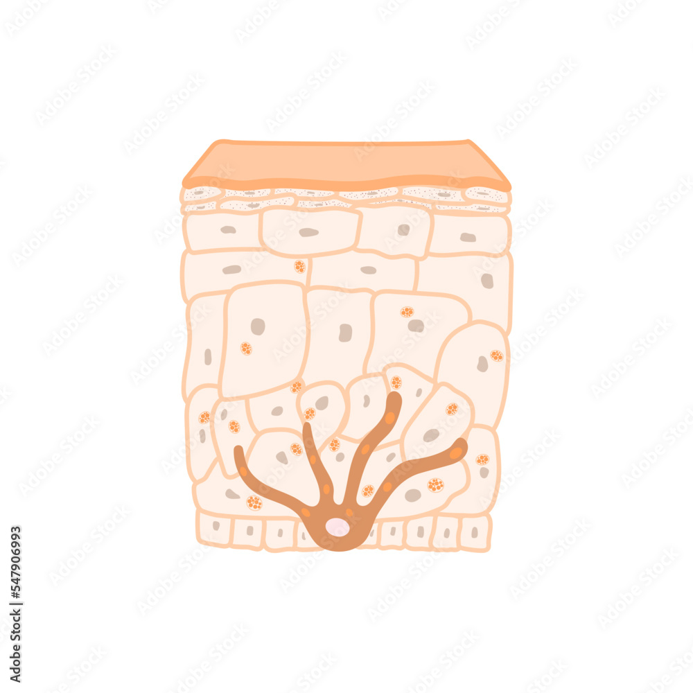 Melanin content and distribution in light skin. Fair complexion ...