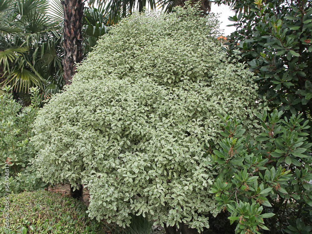 Pittosporum tenuifolium variegatum Stock Photo | Adobe Stock