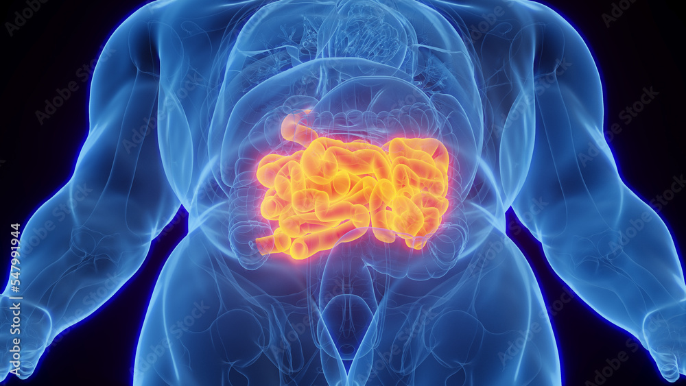 3D Rendered Medical Illustration of Male Anatomy - Small Intestines ...