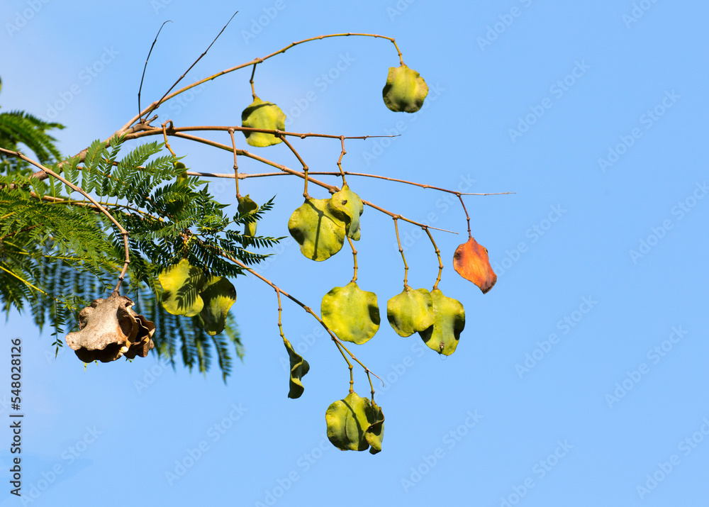 Seedpods of blue jakaranda (Jacaranda mimosifolia) is quite common ...