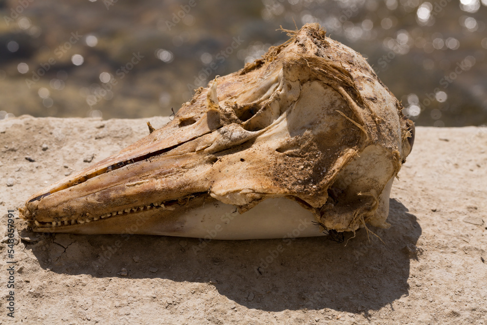 Decomposition of the corpse of a Black Sea dolphin. The skull of a ...