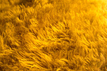Yellow Fur Background Free Stock Photo - Public Domain Pictures