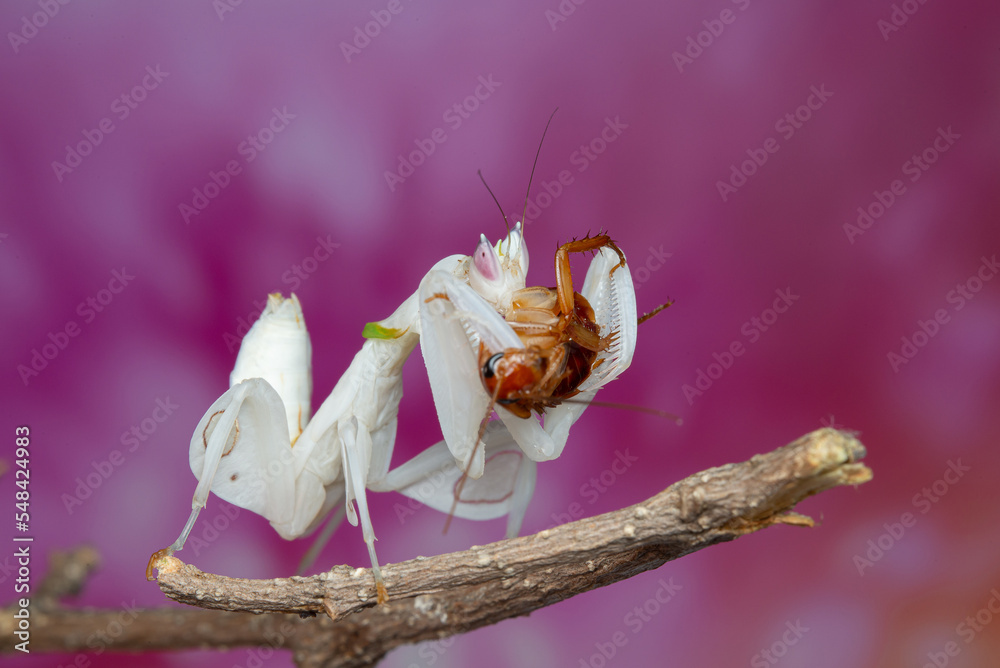 Mantis from family Sphondromantis (probably Spondromantis viridis ...