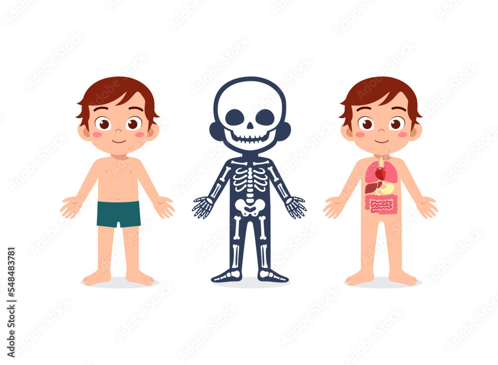 kid body structure for education in school Stock Vector | Adobe Stock