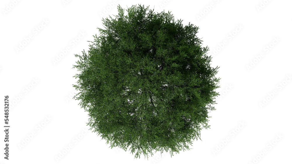 3D Top view Green Trees Isolated on PNGs transparent background , Use for visualization in ...