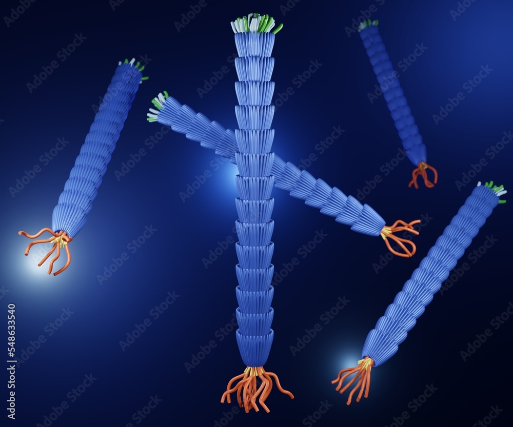 Schematic illustration of filamentous M13 phage virus structure 3d ...