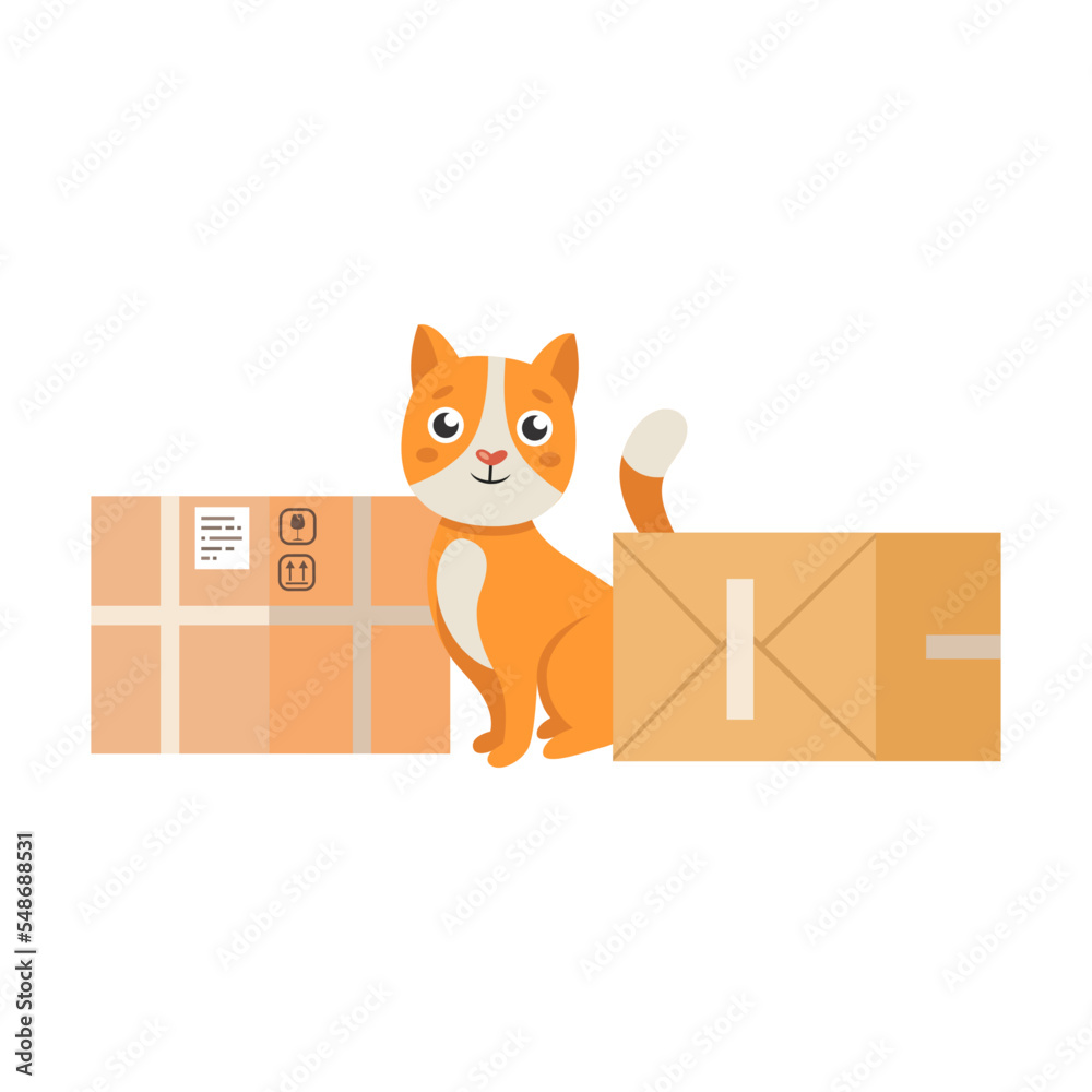 Cat Above The Box
