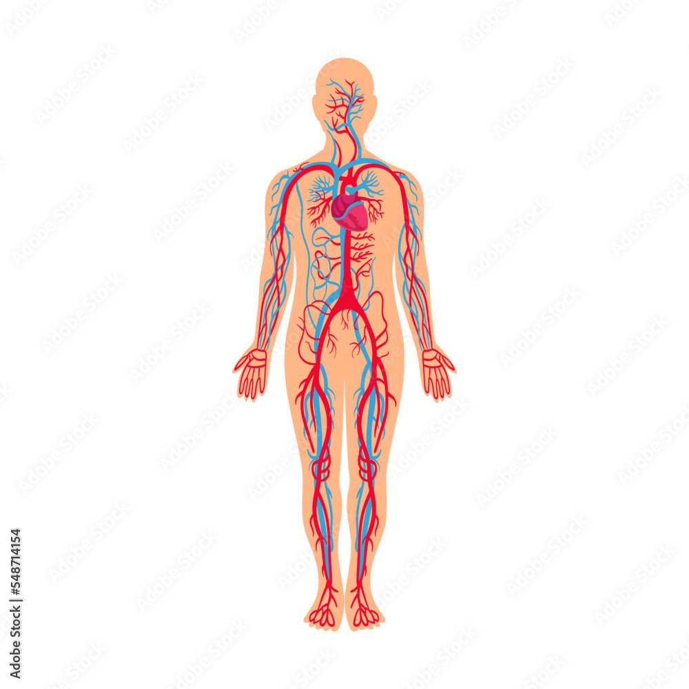 Circulatory system, muscles and bones in human body vector illustration ...