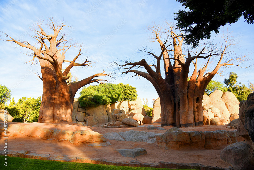 Baobab tree in Equatorial forest, Stones, rocks and mountains in ...
