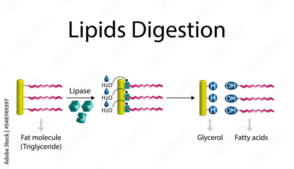 Fat Molecule, triglyceride, Lipids Digestion. Lipase enzyme catalyzes ...