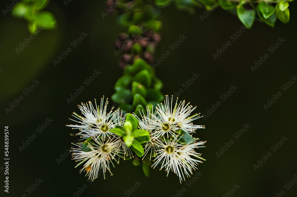 Delicate white flowers of Delicate white flowers of Metrosideros ...
