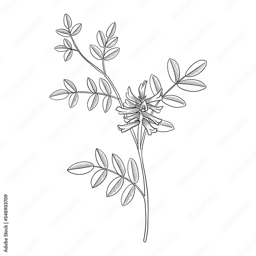 vector drawing plant of Licorice, Chinese liquorice, Glycyrrhiza ...