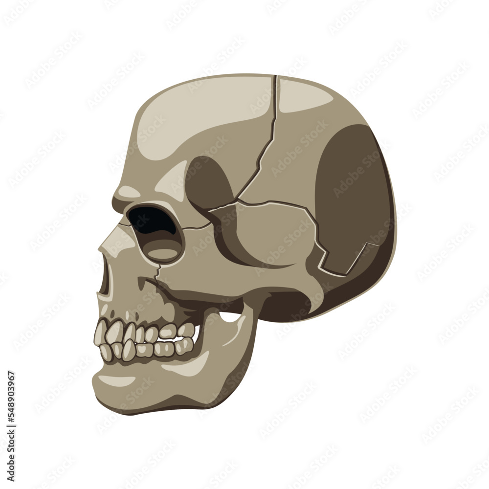 Realistic human skull side profile cartoon illustration. Side view of ...