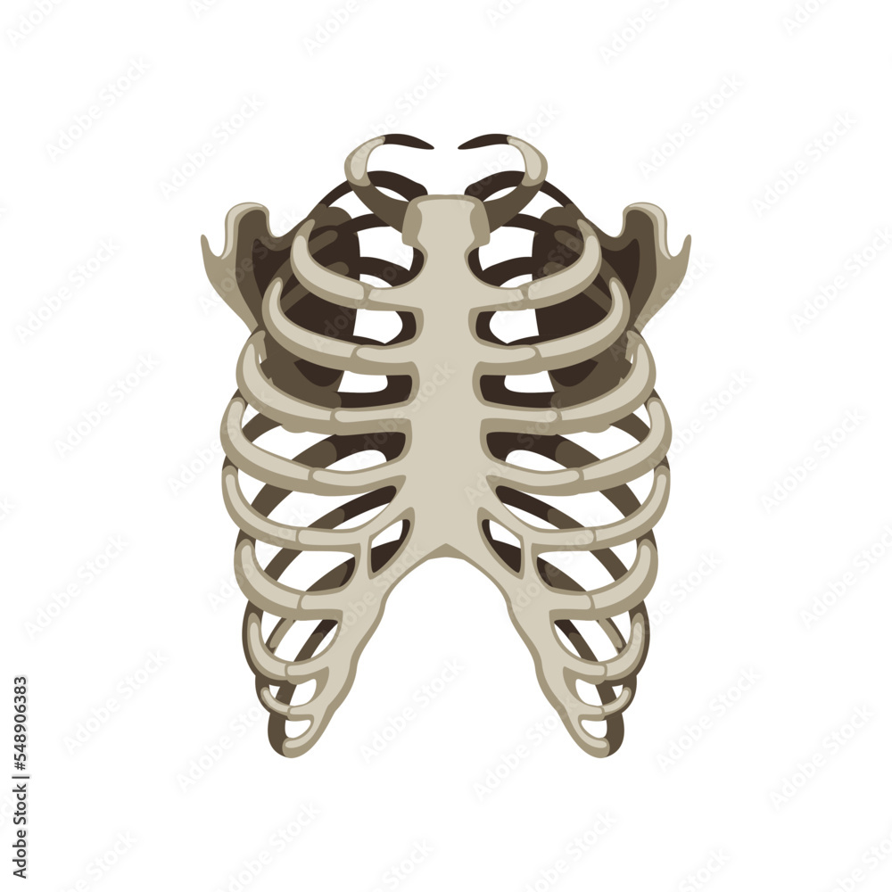 Realistic human skeleton rib cage cartoon illustration. Front view of ...