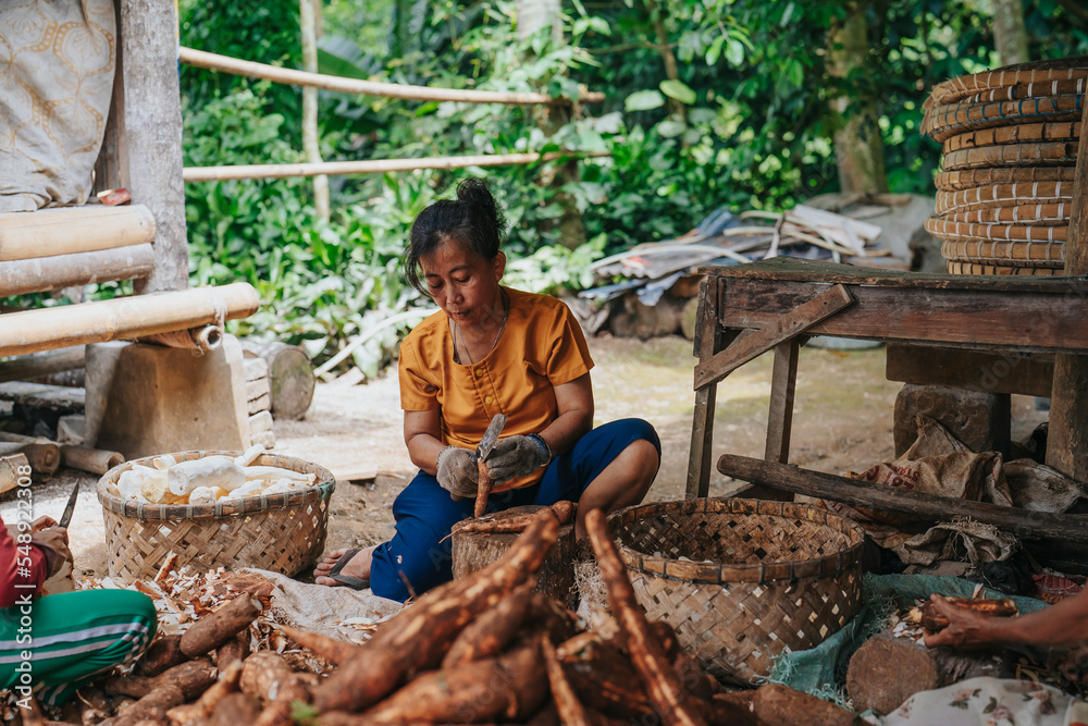Indonesian local cassava farmers, from Cirendeu village, cassava ...