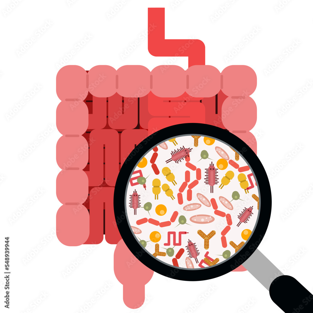 Gut microbiome concept. Illustration of a magnifying glass examining ...