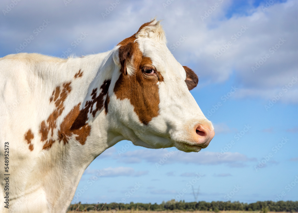 Cow head profil, face of a red one looking eye, calm and friendly ...